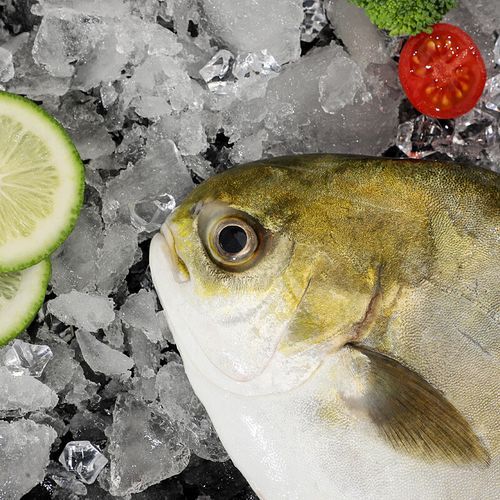 金昌鱼图片大全大图_高清金昌鱼照片怎么拍-第3张图片-山城妙识 金昌鱼图片大全大图_高清金昌鱼照片怎么拍-第3张图片-山城妙识