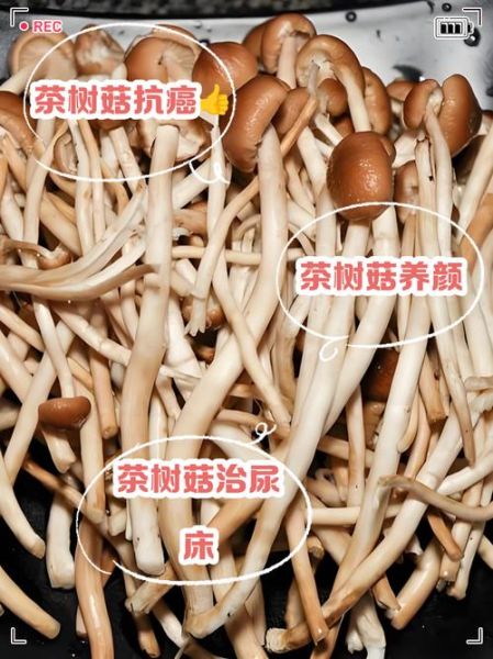 茶树菇什么人不能吃_茶树菇禁忌人群有哪些-第2张图片-山城妙识 茶树菇什么人不能吃_茶树菇禁忌人群有哪些-第2张图片-山城妙识