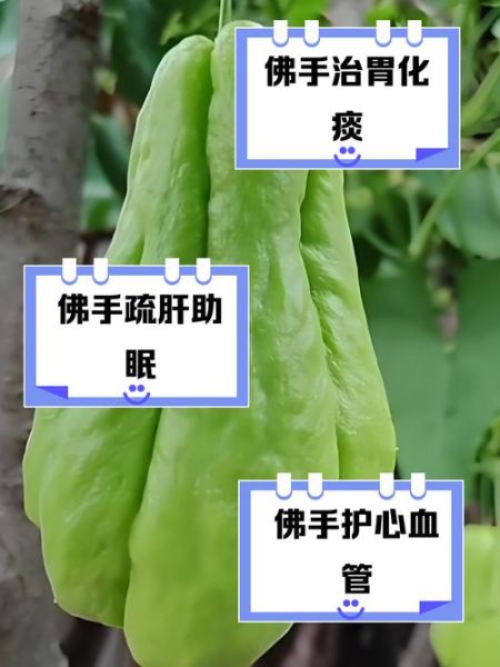 佛手瓜的坏处有哪些_佛手瓜吃多了有什么副作用-第2张图片-山城妙识 佛手瓜的坏处有哪些_佛手瓜吃多了有什么副作用-第2张图片-山城妙识