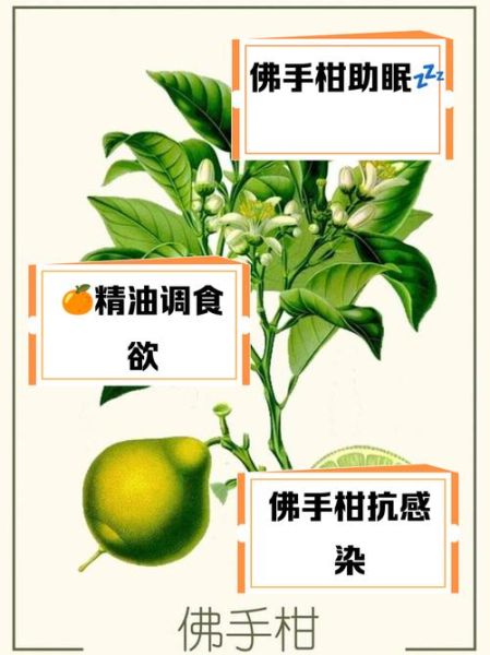 佛手柑精油的功效与作用_佛手柑精油怎么用-第1张图片-山城妙识
