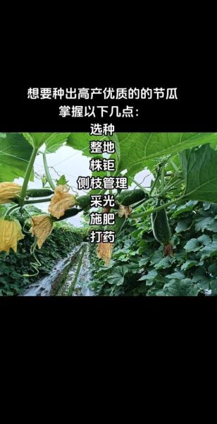 节瓜种子怎么种_节瓜种子发芽时间-第1张图片-山城妙识