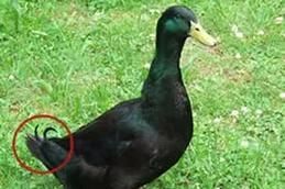 土番鸭图片_如何区分土番鸭与普通鸭-第1张图片-山城妙识