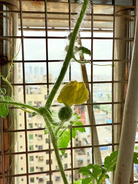 节瓜种子怎么种_节瓜种子发芽时间-第3张图片-山城妙识