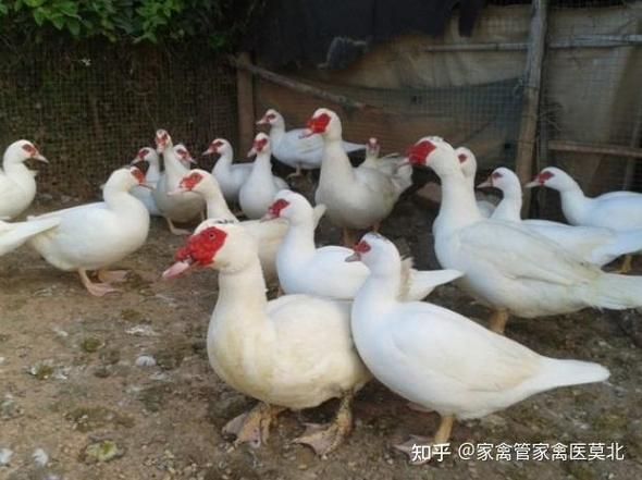 土番鸭图片_如何区分土番鸭与普通鸭-第3张图片-山城妙识