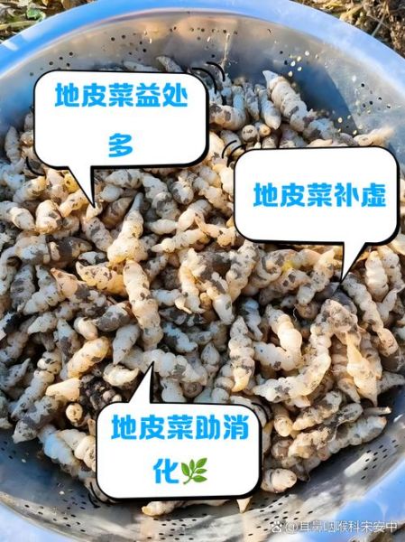 地耳菜的功效与作用有哪些_地耳菜怎么吃最营养-第1张图片-山城妙识 地耳菜的功效与作用有哪些_地耳菜怎么吃最营养-第1张图片-山城妙识