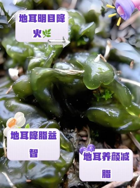 地耳菜的功效与作用有哪些_地耳菜怎么吃最营养-第2张图片-山城妙识 地耳菜的功效与作用有哪些_地耳菜怎么吃最营养-第2张图片-山城妙识