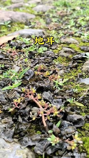 地耳菜的功效与作用有哪些_地耳菜怎么吃最营养-第3张图片-山城妙识 地耳菜的功效与作用有哪些_地耳菜怎么吃最营养-第3张图片-山城妙识