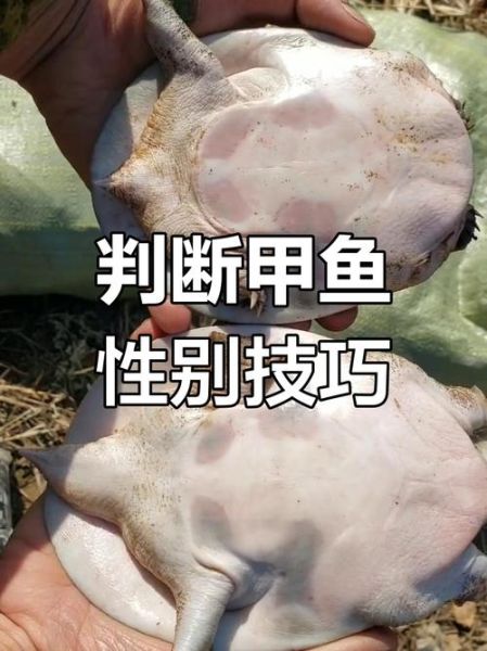 水鱼是什么鱼_水鱼和甲鱼的区别-第2张图片-山城妙识 水鱼是什么鱼_水鱼和甲鱼的区别-第2张图片-山城妙识