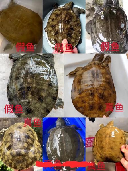 水鱼是什么鱼_水鱼和甲鱼的区别-第1张图片-山城妙识 水鱼是什么鱼_水鱼和甲鱼的区别-第1张图片-山城妙识