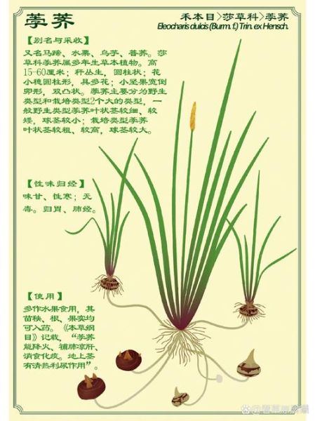 马蹄是什么样子_马蹄结构特征详解-第2张图片-山城妙识