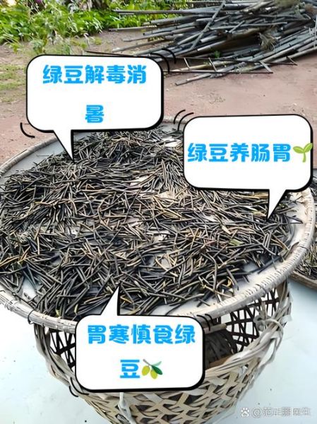 绿豆的功效与禁忌_哪些人不能吃绿豆-第1张图片-山城妙识