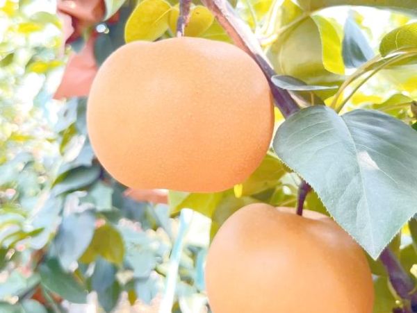 秋天有什么水果丰收_秋季应季水果有哪些-第3张图片-山城妙识