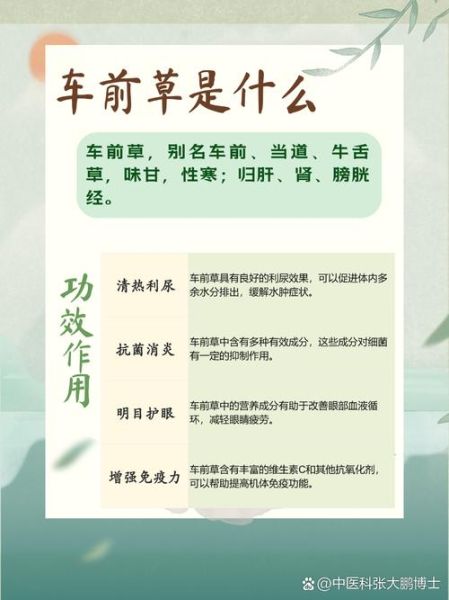 车前草的副作用有哪些_车前草伤肾吗-第1张图片-山城妙识