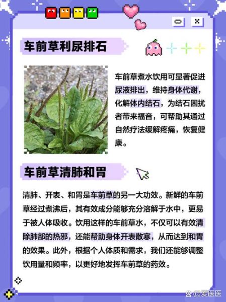 车前草的副作用有哪些_车前草伤肾吗-第3张图片-山城妙识