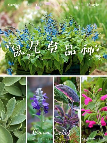 鼠尾草的功效与作用_鼠尾草能天天喝吗-第2张图片-山城妙识