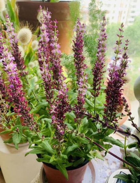 鼠尾草的功效与作用_鼠尾草能天天喝吗-第1张图片-山城妙识