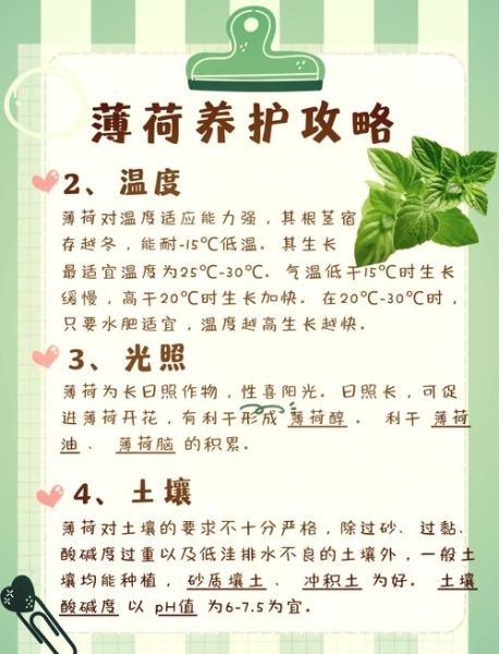 薄荷的功效与作用及禁忌是什么_薄荷泡水喝的正确方法-第3张图片-山城妙识