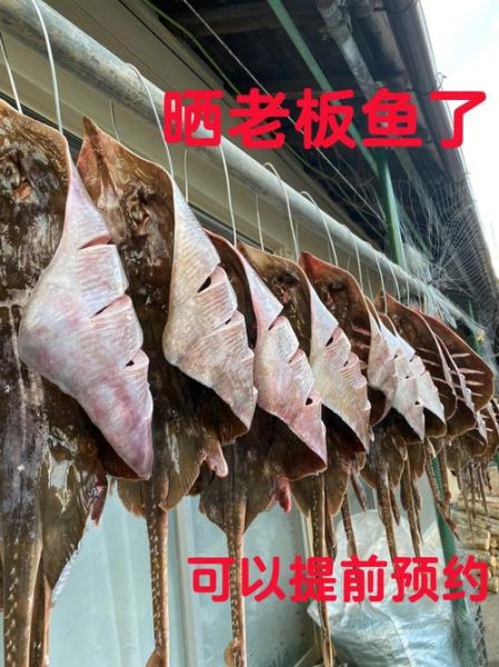 老板鱼又叫什么鱼_老板鱼和鳐鱼区别-第2张图片-山城妙识