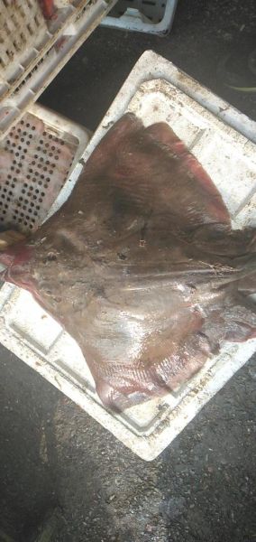 老板鱼又叫什么鱼_老板鱼和鳐鱼区别-第1张图片-山城妙识