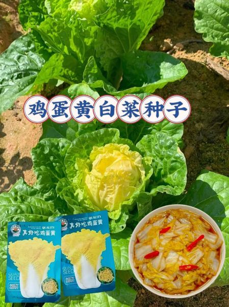 小黄白菜怎么炒好吃_小黄白菜的营养价值-第2张图片-山城妙识