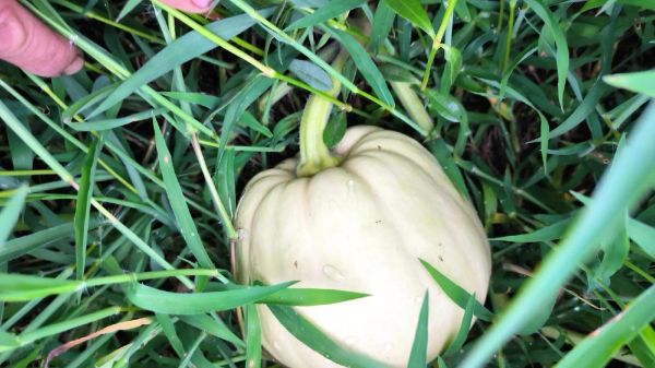 长南瓜怎么保存_长南瓜可以生吃吗-第3张图片-山城妙识