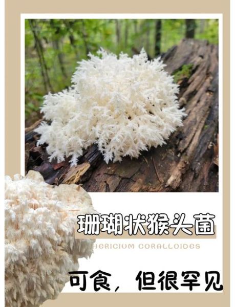 海蘑菇图片大全_海蘑菇长什么样-第1张图片-山城妙识 海蘑菇图片大全_海蘑菇长什么样-第1张图片-山城妙识