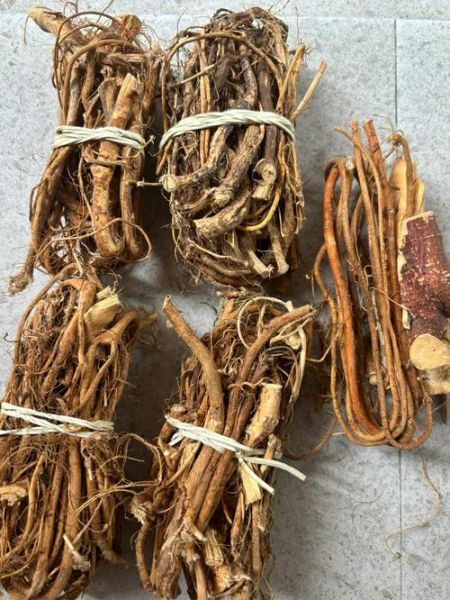 假五指毛桃图片大全_如何辨别真假五指毛桃-第3张图片-山城妙识 假五指毛桃图片大全_如何辨别真假五指毛桃-第3张图片-山城妙识