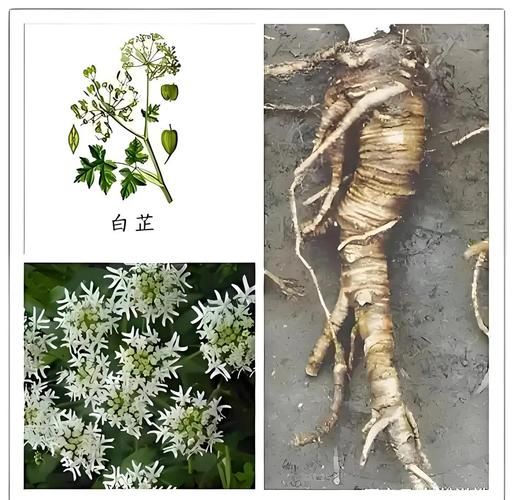 自制白芷祛斑面膜怎么做_白芷面膜多久见效-第3张图片-山城妙识