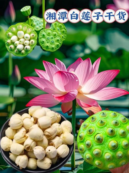 莲子图片大全大图_莲蓬莲子怎么保存-第1张图片-山城妙识