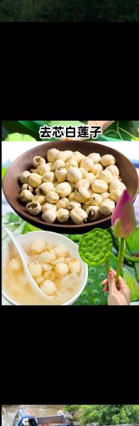 莲子图片大全大图_莲蓬莲子怎么保存-第3张图片-山城妙识