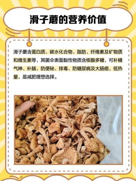 滑子蘑菇的功效与作用_滑子蘑菇怎么吃最营养-第1张图片-山城妙识 滑子蘑菇的功效与作用_滑子蘑菇怎么吃最营养-第1张图片-山城妙识