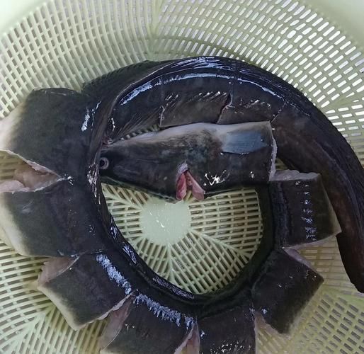 清炖鳗鱼怎么做_清炖鳗鱼需要焯水吗-第3张图片-山城妙识