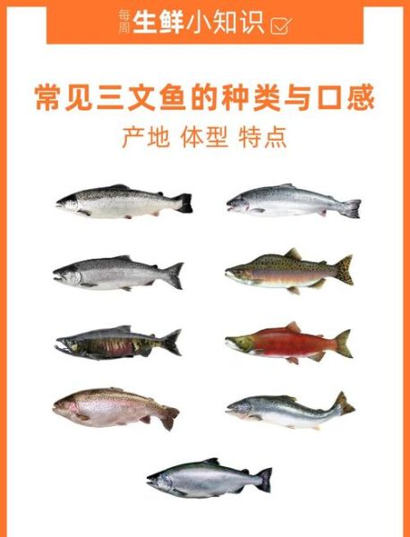 三文鱼价格走势分析_2024年还会涨价吗-第3张图片-山城妙识 三文鱼价格走势分析_2024年还会涨价吗-第3张图片-山城妙识