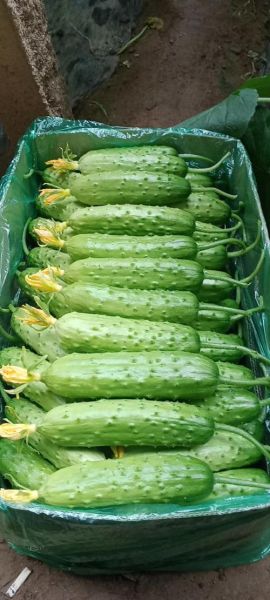 黄瓜图片大全_黄瓜品种有哪些-第2张图片-山城妙识 黄瓜图片大全_黄瓜品种有哪些-第2张图片-山城妙识