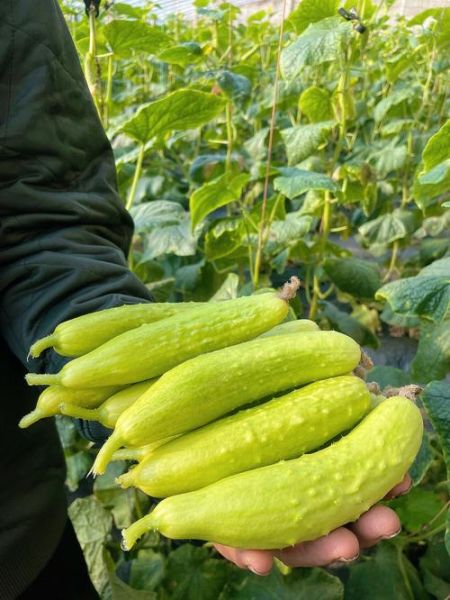 黄瓜图片大全_黄瓜品种有哪些-第3张图片-山城妙识 黄瓜图片大全_黄瓜品种有哪些-第3张图片-山城妙识