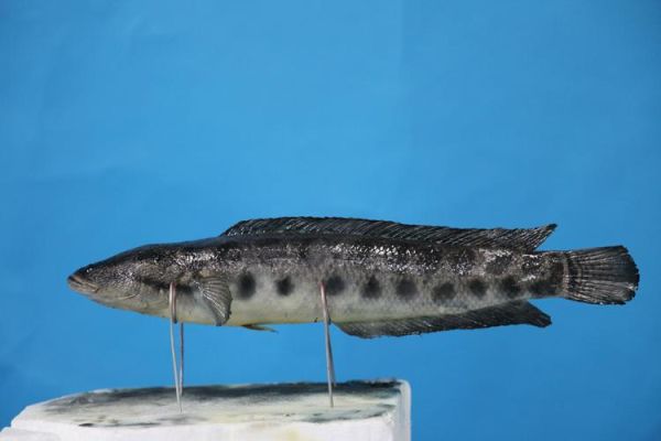 乌鳢图片怎么拍_乌鳢高清图鉴大全-第1张图片-山城妙识 乌鳢图片怎么拍_乌鳢高清图鉴大全-第1张图片-山城妙识