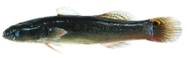 乌鳢图片怎么拍_乌鳢高清图鉴大全-第2张图片-山城妙识 乌鳢图片怎么拍_乌鳢高清图鉴大全-第2张图片-山城妙识