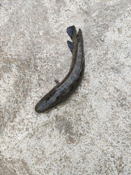 乌鳢图片怎么拍_乌鳢高清图鉴大全-第3张图片-山城妙识 乌鳢图片怎么拍_乌鳢高清图鉴大全-第3张图片-山城妙识