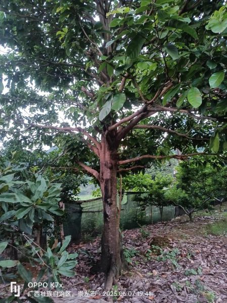 九层皮果的功效与作用_九层皮果怎么吃效果最好-第3张图片-山城妙识 九层皮果的功效与作用_九层皮果怎么吃效果最好-第3张图片-山城妙识