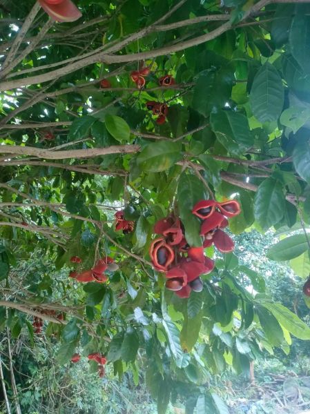 九层皮果的功效与作用_九层皮果怎么吃效果最好-第2张图片-山城妙识 九层皮果的功效与作用_九层皮果怎么吃效果最好-第2张图片-山城妙识