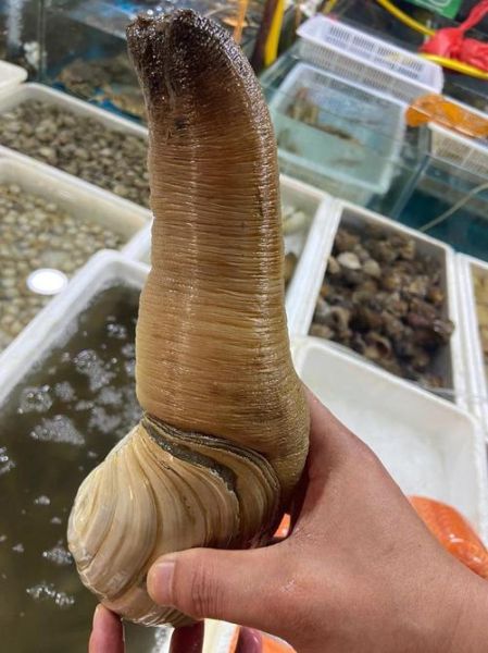 象拔蚌能放进里面吗_象拔蚌怎么处理才安全-第1张图片-山城妙识 象拔蚌能放进里面吗_象拔蚌怎么处理才安全-第1张图片-山城妙识