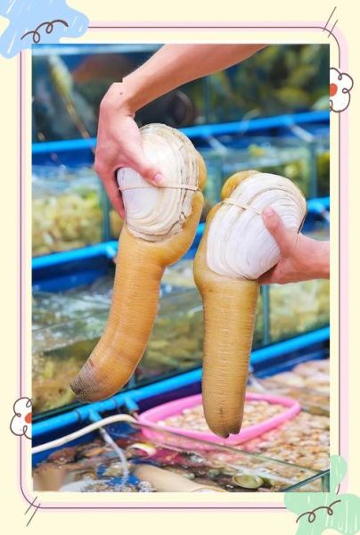 象拔蚌能放进里面吗_象拔蚌怎么处理才安全-第3张图片-山城妙识 象拔蚌能放进里面吗_象拔蚌怎么处理才安全-第3张图片-山城妙识