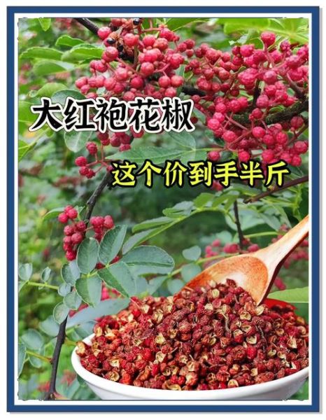 大红袍花椒多少钱一斤_正宗大红袍花椒价格行情-第1张图片-山城妙识 大红袍花椒多少钱一斤_正宗大红袍花椒价格行情-第1张图片-山城妙识