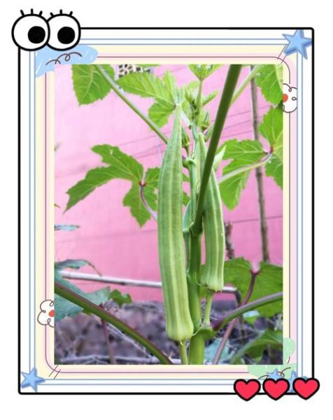 秋葵品种图片大全_秋葵品种怎么区分-第3张图片-山城妙识 秋葵品种图片大全_秋葵品种怎么区分-第3张图片-山城妙识