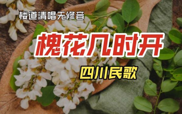槐花几时开_四川民歌槐花几时开歌词赏析-第2张图片-山城妙识