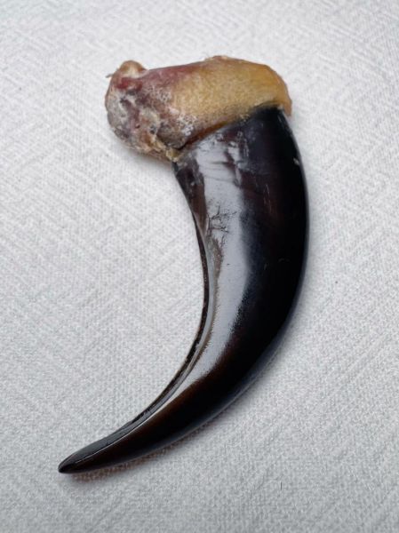 熊掌图片大全_熊掌长什么样-第1张图片-山城妙识