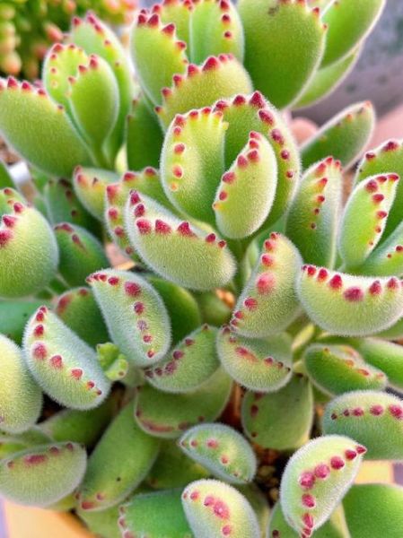 熊掌图片大全_熊掌长什么样-第2张图片-山城妙识