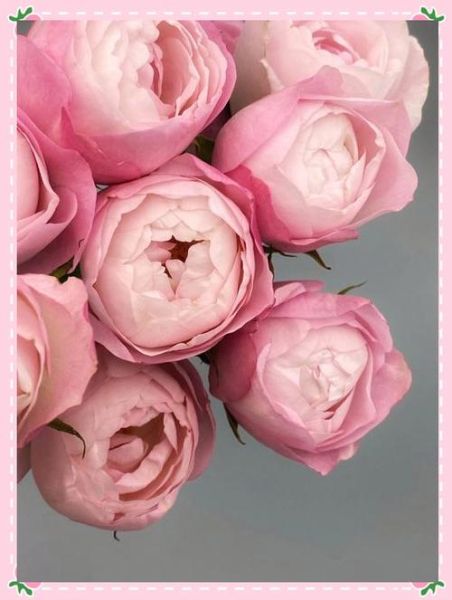 杏仁饼月季怎么养_杏仁饼月季花期多长-第2张图片-山城妙识