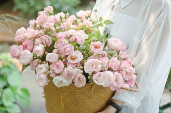 杏仁饼月季怎么养_杏仁饼月季花期多长-第3张图片-山城妙识