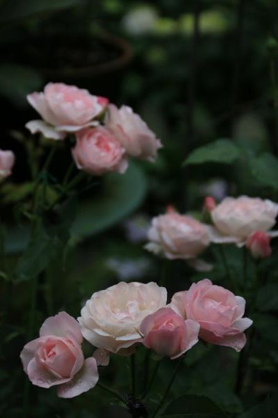 杏仁饼月季怎么养_杏仁饼月季花期多长-第1张图片-山城妙识